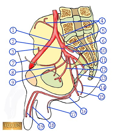 Internal Iliac artery